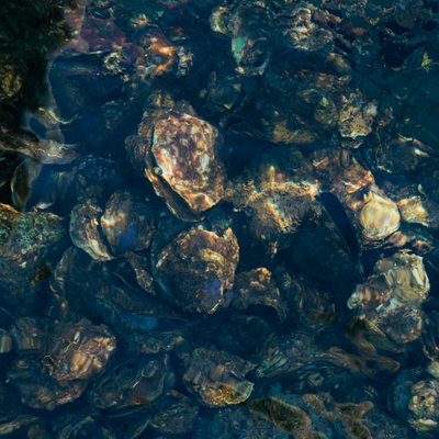 The State of the Great South Bay 2022 | Save The Great South Bay