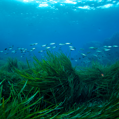 The State of the Great South Bay 2022 | Save The Great South Bay